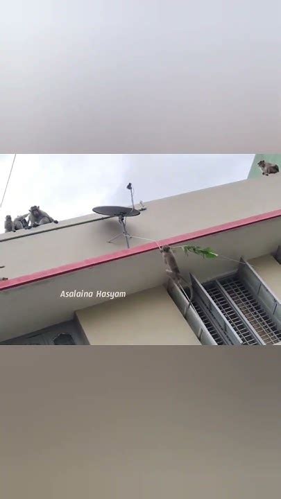 Monkeys Fun 🤣 Shorts Ytshorts Monkey Funny Comedy Asalainahasyam