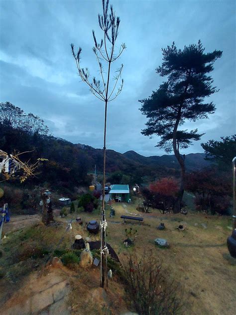 소나무 옮겨심기