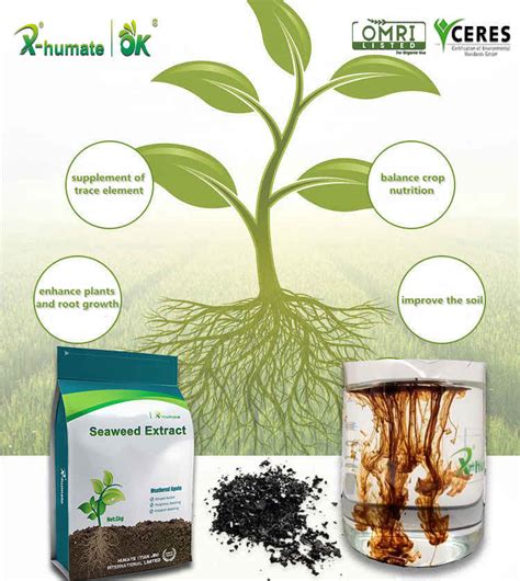 Ascophyllum Ndosum Powder Organic Factory Seaweed Extract