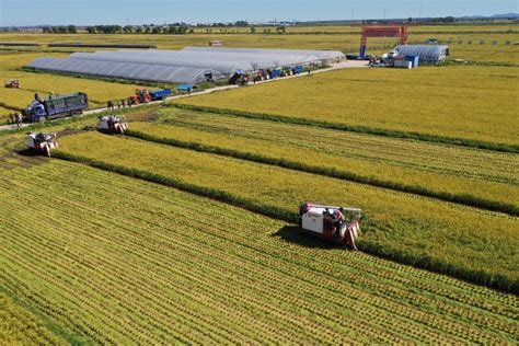 Rice Farmers In Jilin Bring In High Quality Crop Cn