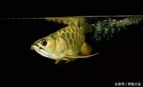 龍魚掉眼不用怕這10種方法可以治 每日頭條