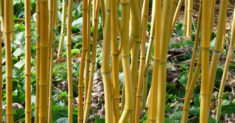 Phyllostachys Nidularia De Tuinen Van Appeltern