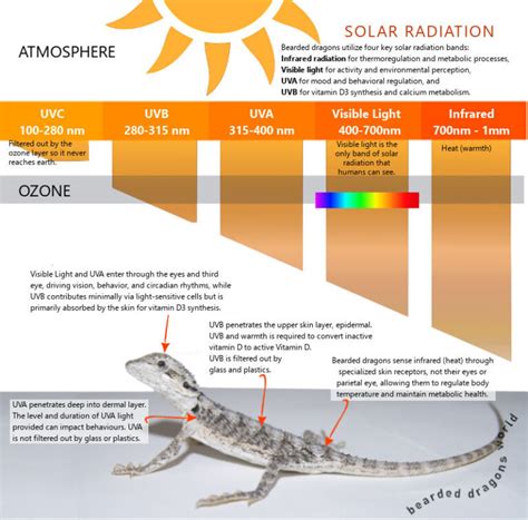 Bearded Dragon Uv And Solar Radiation Comprehensive Guide