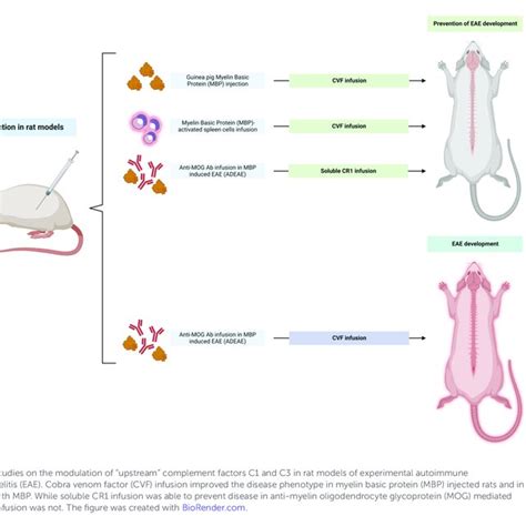 Evidence For The Role Of Complement In The Modulation Of Adaptive