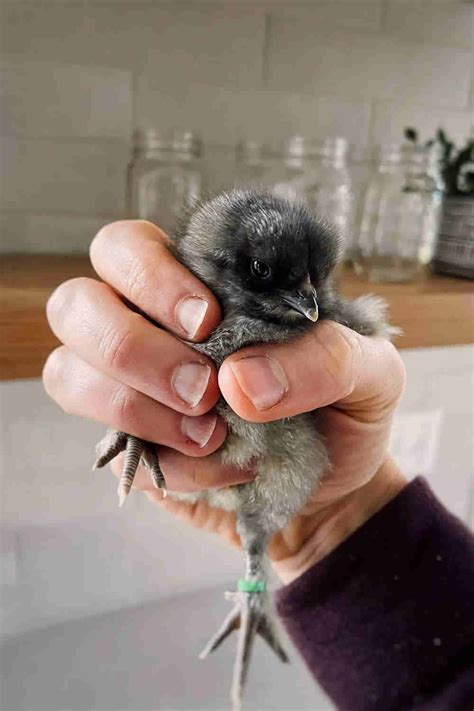 4 Ways To Cull A Chick Step By Step Guides