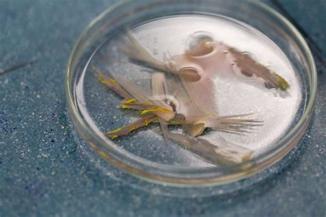 รูปภาพmonogenean เลือกดูภาพถ่ายสต็อก เวกเตอร์ และวิดีโอ98 Adobe Stock