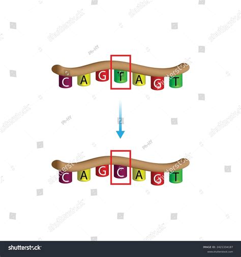 Point Mutation Error During Dna Replication Royalty Free Stock