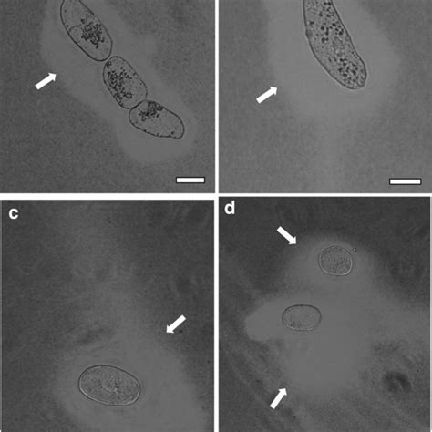 Root Tips With And Without Border Cells A Appearance Of Corn Root Tips Download Scientific
