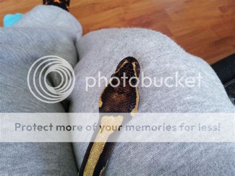 Spector Ball Python Markings Reptile Forums