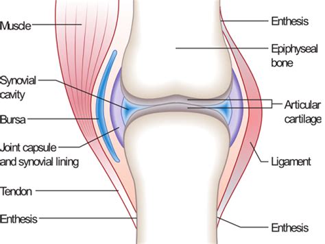 Typical Structure Of A Synovial Joint Online Science Notes
