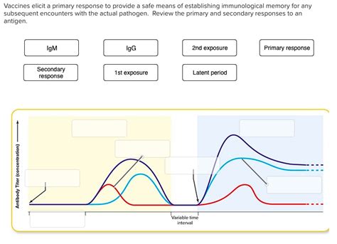 Solved Vaccines Elicit A Primary Response To Provide A Safe