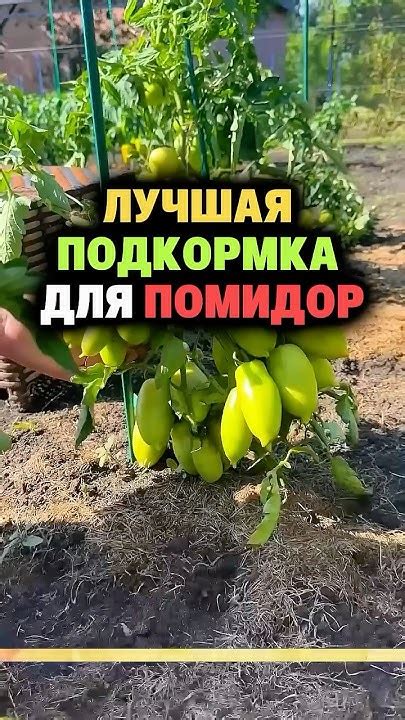 Лучшая подкормка для помидор огород секреты дача сад удобрение помидоры Youtube