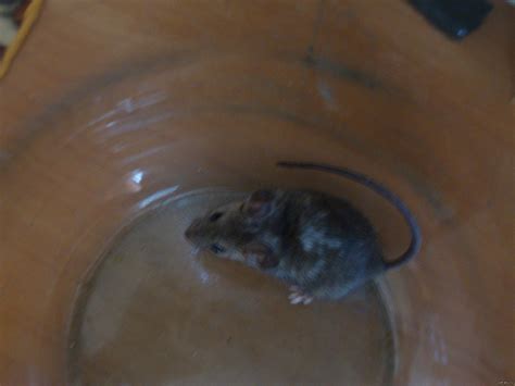 мышь Пикабу