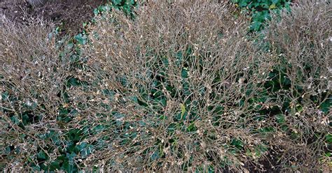 Why Are My Boxwoods Dying And Other Gardening Questions Answered Wvxu
