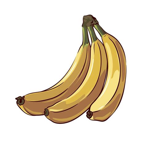 Banana Drawing Illustration At Timothy Mears Blog