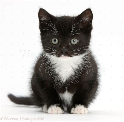 Siberian Cat Black And White