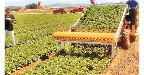 Полумеханични самоходни устройства успешно прибират салати и айсберги Български Фермер