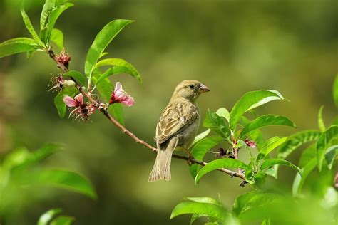Bird Identifier Free Ai Powered Bird Species Recognition