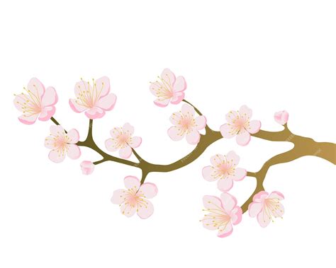 Premium Vector Sakura Flower Bloom Vector For Card Design