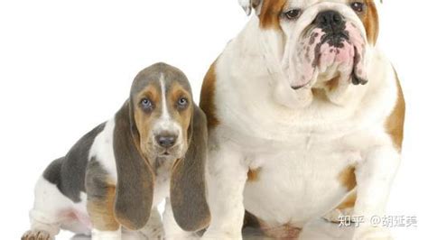 土狗让自家名贵犬怀孕名贵犬主人竟想对簿公堂可笑 知乎