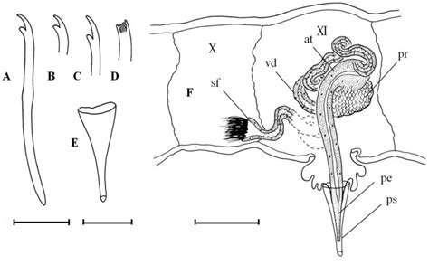 Tubifex Montanusa C Ventral Chaetae In Ii Xviii And Xxix D Dorsal Download Scientific Diagram