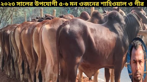 ২০২৩ সালের কুরবানির উপযোগী ৫ ৬ মন ওজনের শাহিওয়াল ষাড় কালেকশান।।০২০৩
