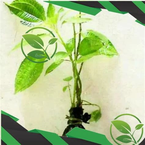 Bibit Tanaman Herbal Pohpohan Pohon Pohpohan Hidup Tanaman Pohpohan