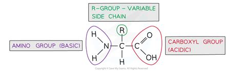 Amino Acids Aqa A Level Biology Revision Notes
