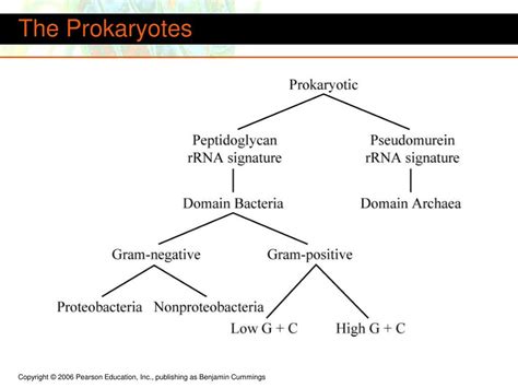 Ppt The Prokaryotes Domains Bacteria And Archaea Powerpoint