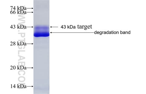 Camk4 Fusion Protein Ag33332 Proteintech