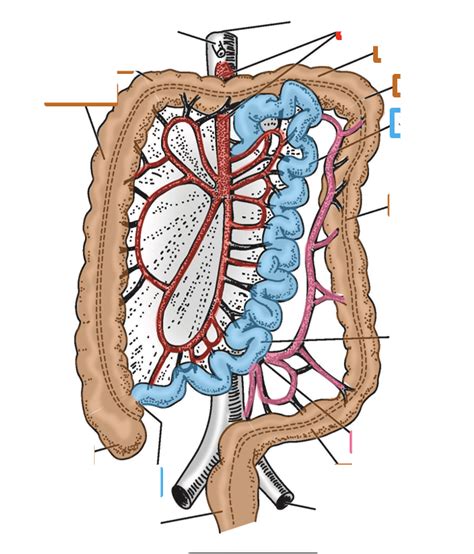 Large Intestine Diagram Quizlet