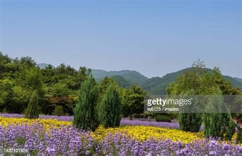 Goseong Gangwon Photos And Premium High Res Pictures Getty Images