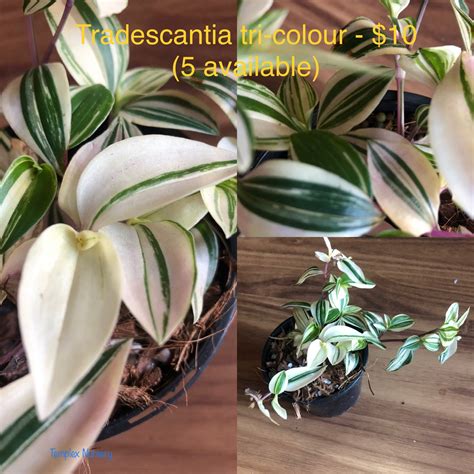 Templex Nursery Home Facebook