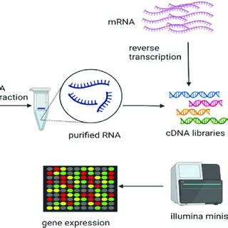 Workflow Of Transcriptomics Transcriptomics Analysis Begins With The Download Scientific
