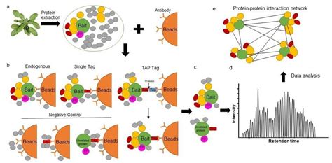 Overview Of Affinity Purification Strategies A Total Protein