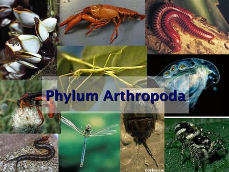 Arthropodscomplete Classification Types Ppt