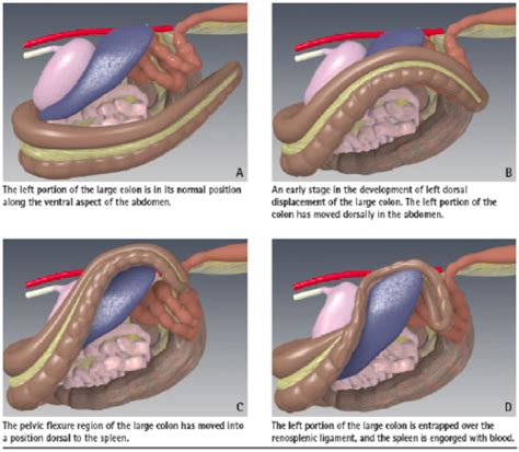 Equine Oesophageal Disease Equine Colic Equine Inflammatory Diseases And Mechanisms Of
