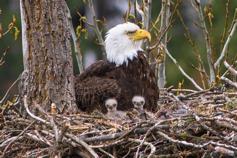 Bald Eagle Twins Turner Bay Lake Coeur Dalene Idaho Craig