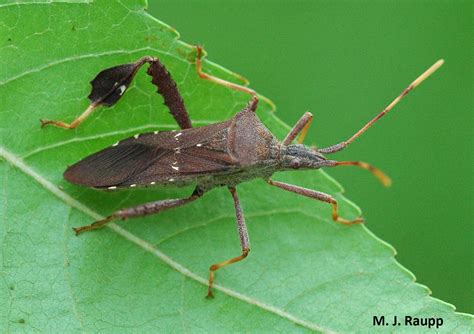 Getting By On Five Can Losing A Leg Save A Life Leaffooted Bugs
