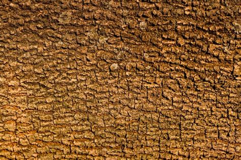 Premium Photo Seamless Tree Bark Texture Design