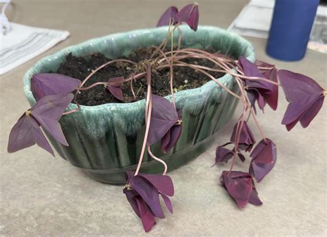 Oxalis Prop Is Failing R Plantclinic