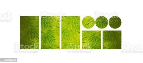 소셜 미디어 템플릿 크리스마스 새해 세트입니다 크리스마스 트리 가문비 나무의 녹색 솜털 가지의 배경 텍스트의 공간을 복사합니다 하나의 스타일로 수직 정사각형 둥근 형식