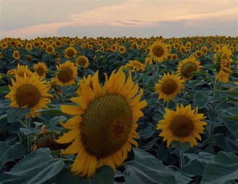 Il Piccolo Senso Della F E L I C I T A Su Le Mie Emozioni