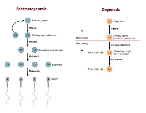 129 Gametogenesis Biology Notes For A Level
