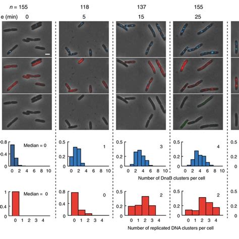 Phage Transcription And Dna Replication Are Collectively Organized