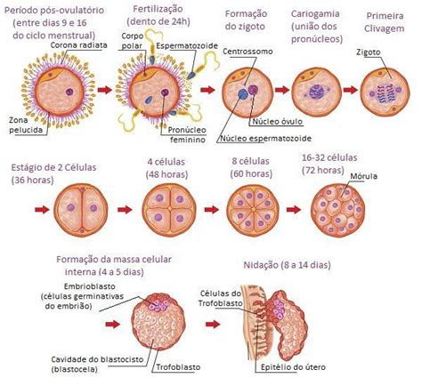Desenvolvimento Embrionário Humano Toda Matéria