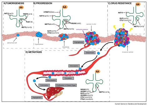 Decoding The Role Of Trna Modifications In Cancer Progression Pmc
