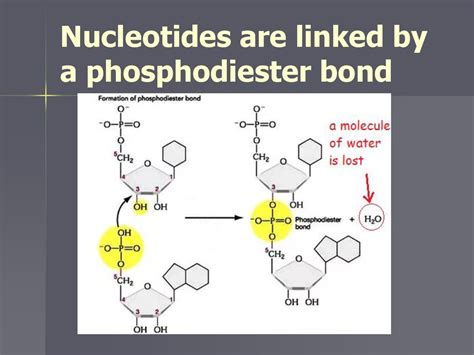 Genetics Unit Ppt Download