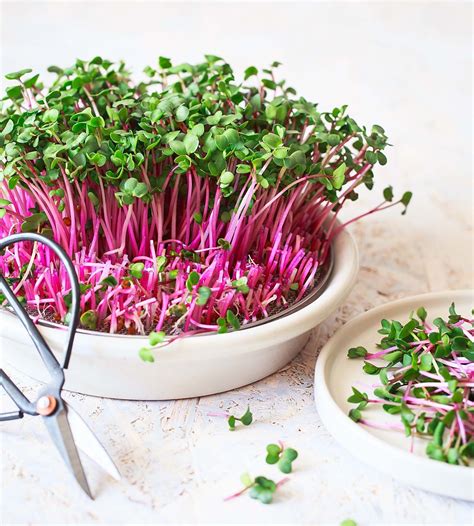 From Seed To Salad A Microgreen Growing Guide Agrimark