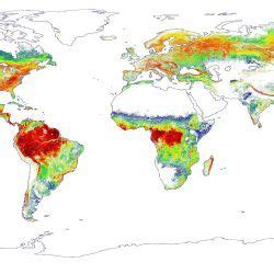 Tree Height Maps Vivid Maps